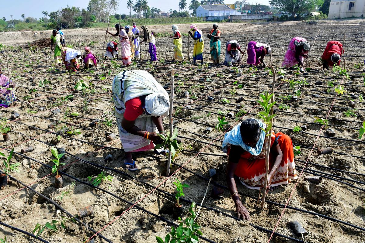 They grow fast and easy but do Miyawaki forests meet the fundamental ...