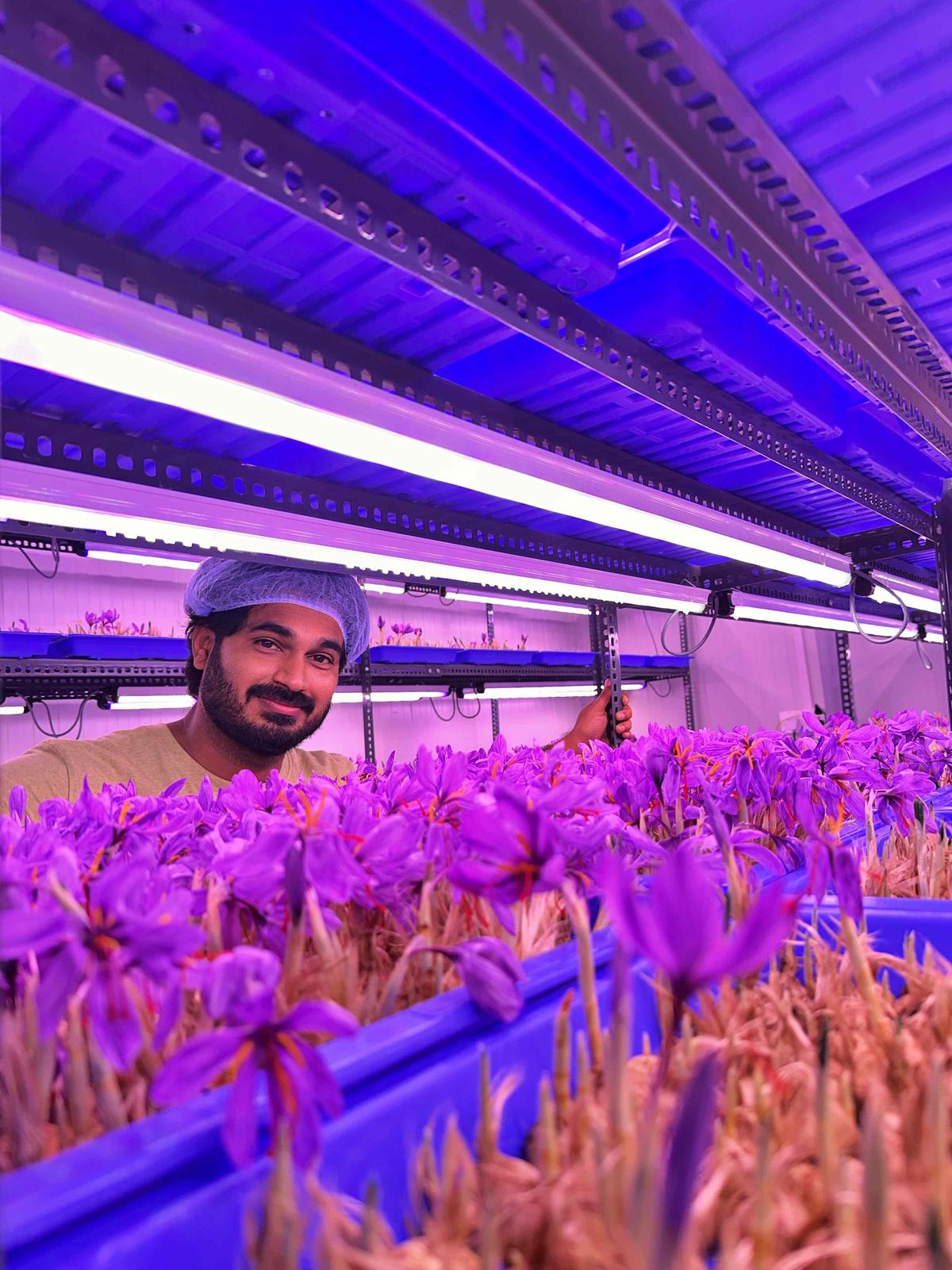 saffron farming process