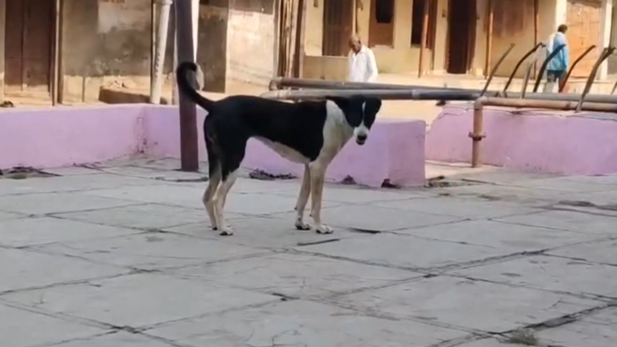 Dog Kalu’s death leaves entire village in Madhya Pradesh heartbroken ...