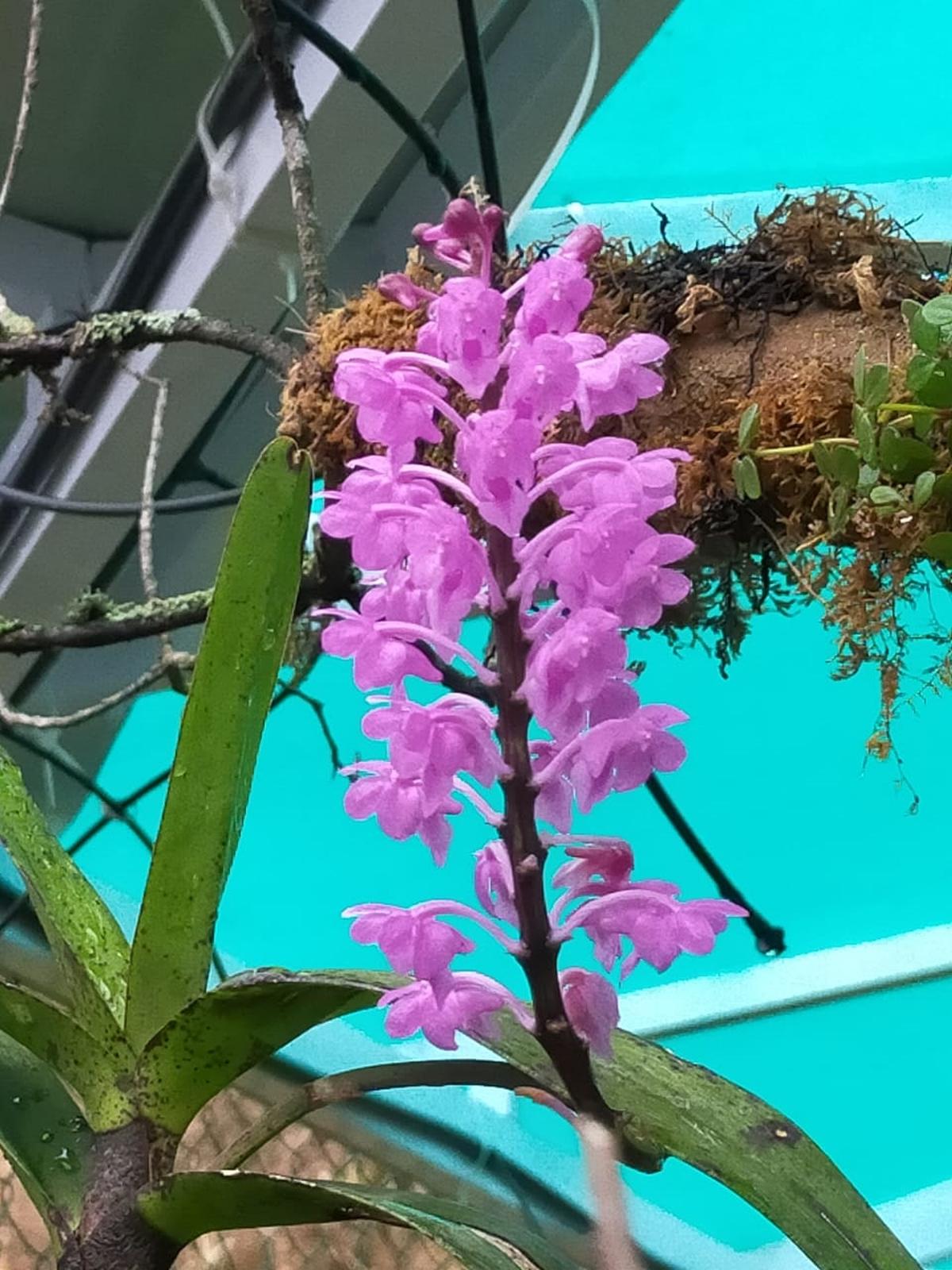 Orchidarium at ENP a major tourist draw - The Hindu