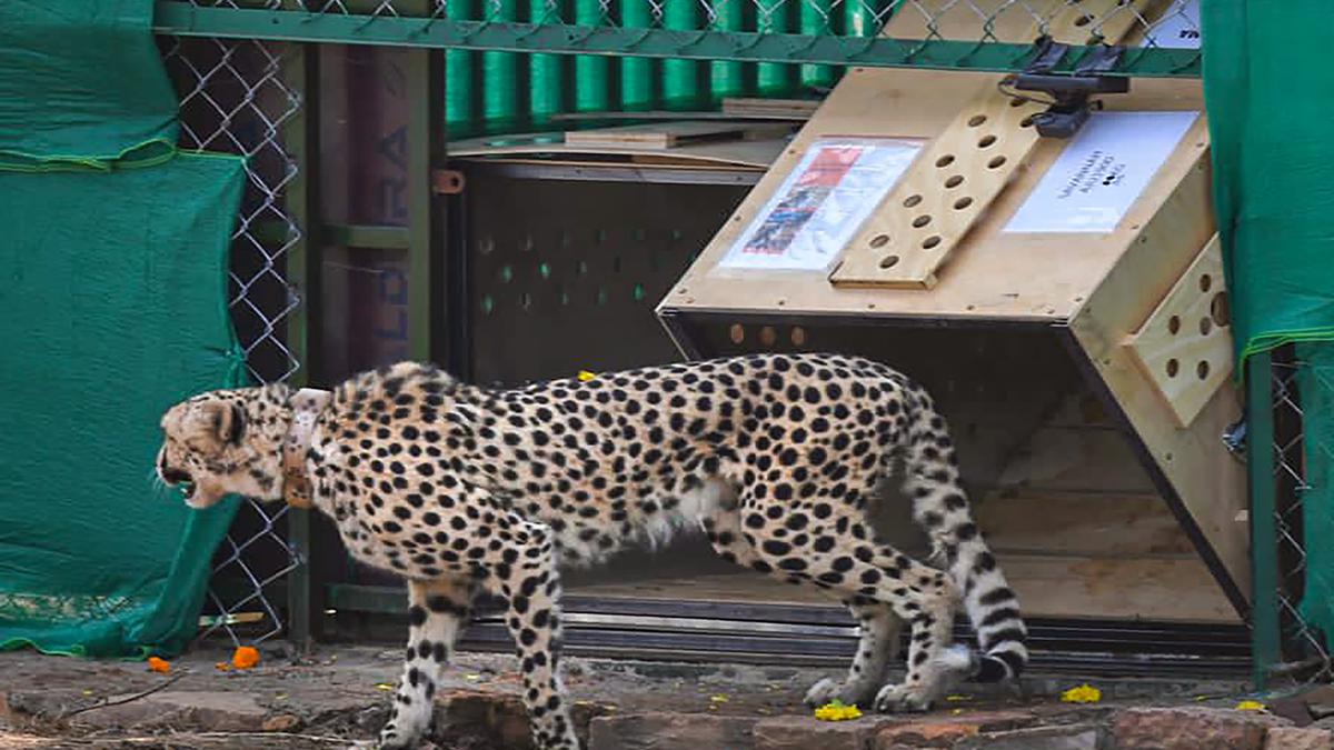 PM Modi releases Namibian cheetahs at Madhya Pradesh’s Kuno National ... PM Modi releases Namibian cheetahs at Madhya Pradesh’s Kuno National ...