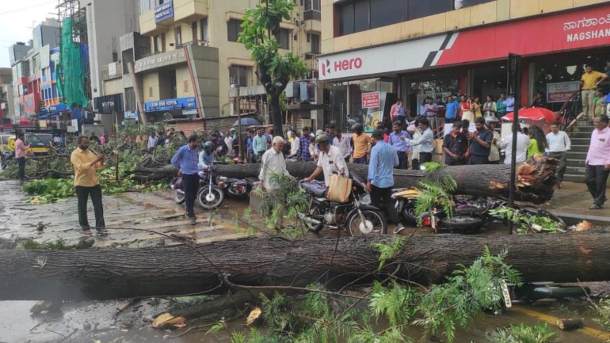 Man killed as tree falls in heavy rain - The Hindu