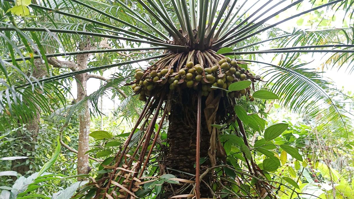 Eenth makes a comeback on food menu in Kerala - The Hindu