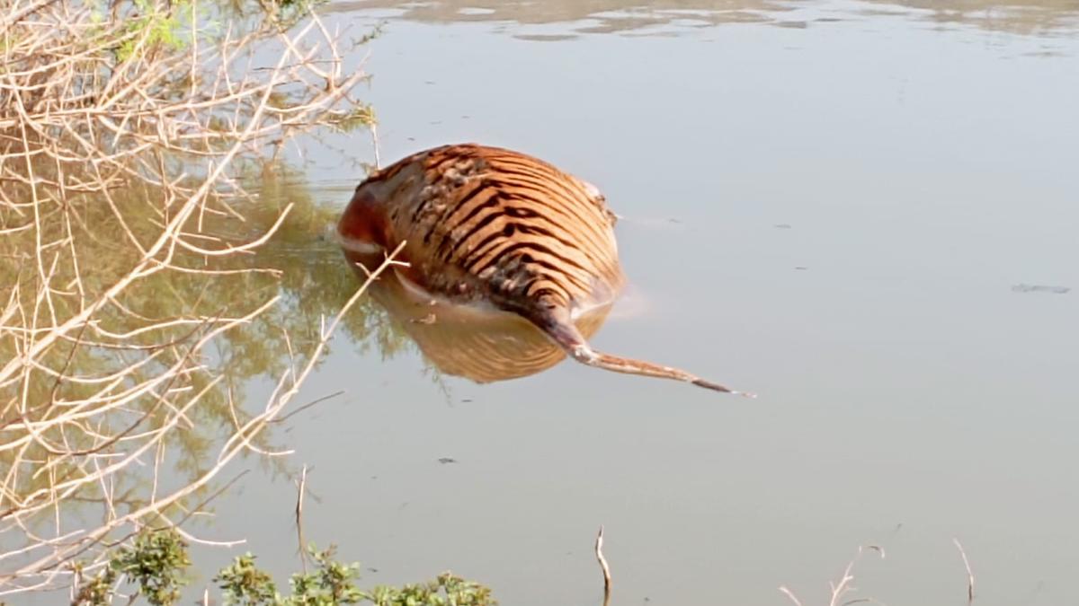 Death of tiger in Bandipur shrouded in mystery - The Hindu