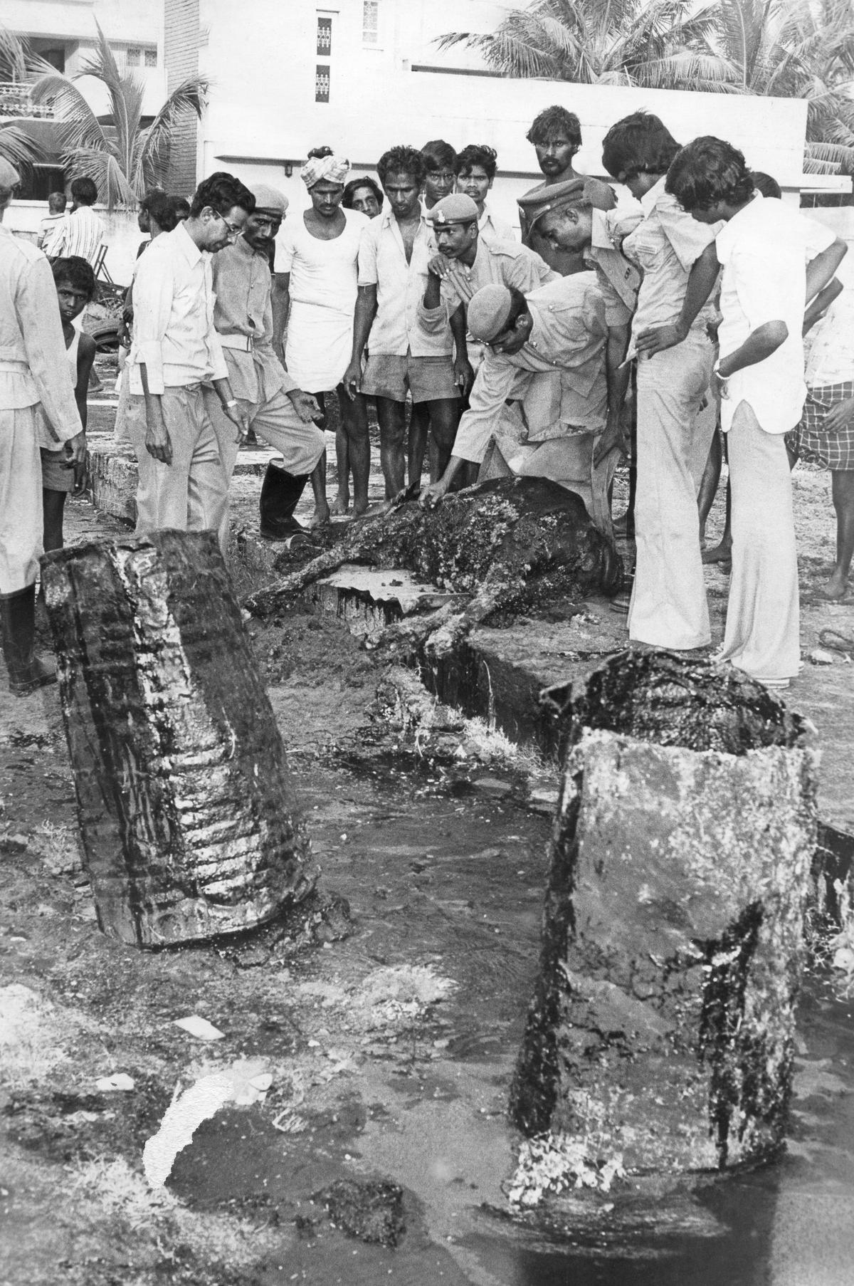 How Animal Aid Association in Madras became Blue Cross of India - The Hindu