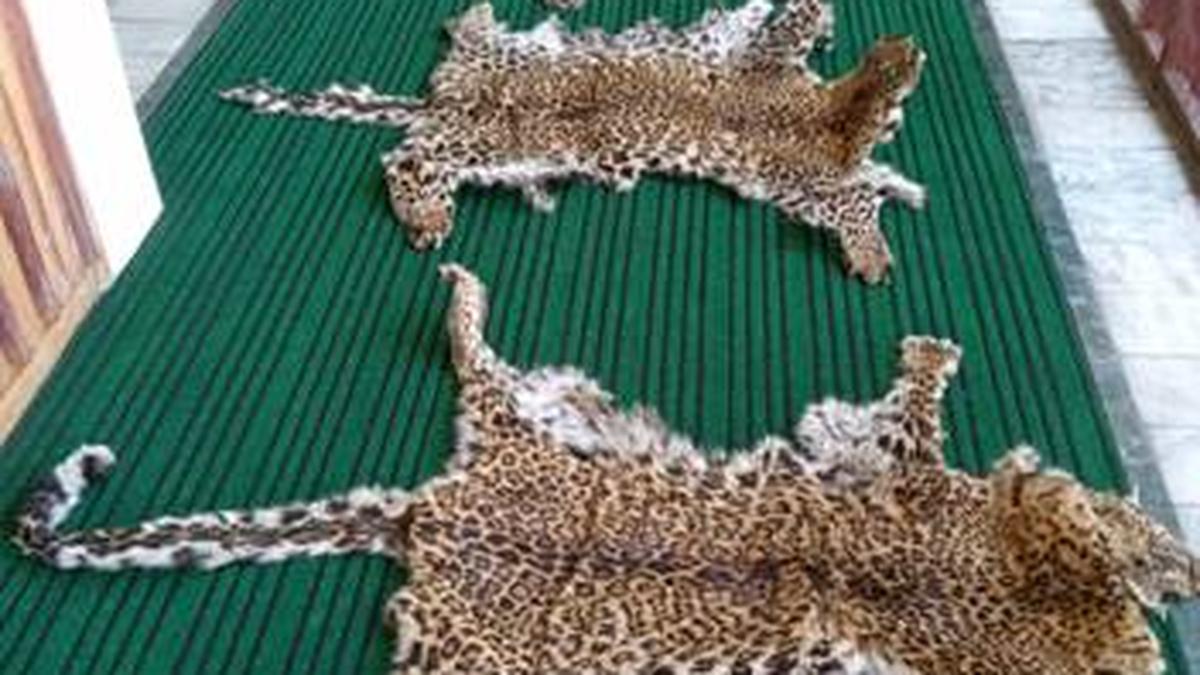 Wildlife trade | DRI officials seize four leopard skins in J&K, eight ...
