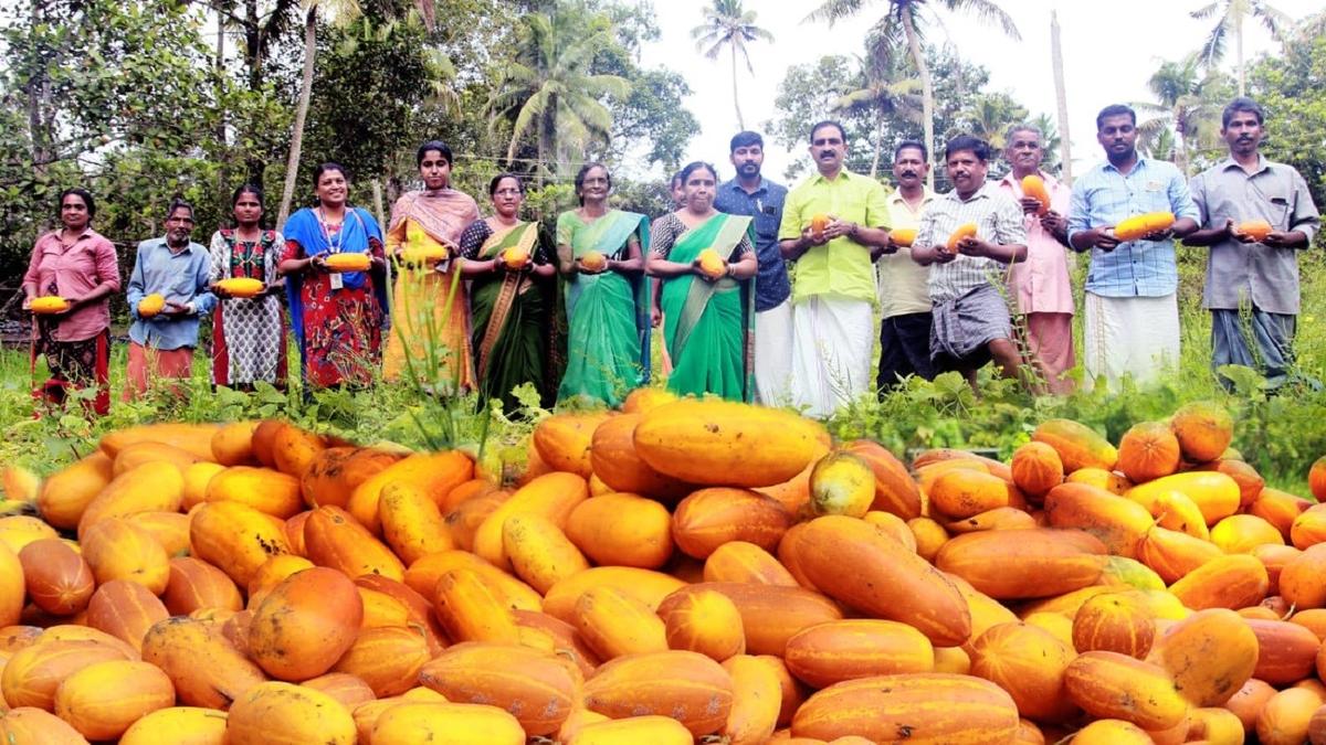 ‘Kani Vellari’ harvest begins - The Hindu
