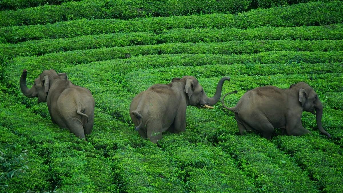 Panic as wild elephants stray into densely populated Payam panchayat in ...