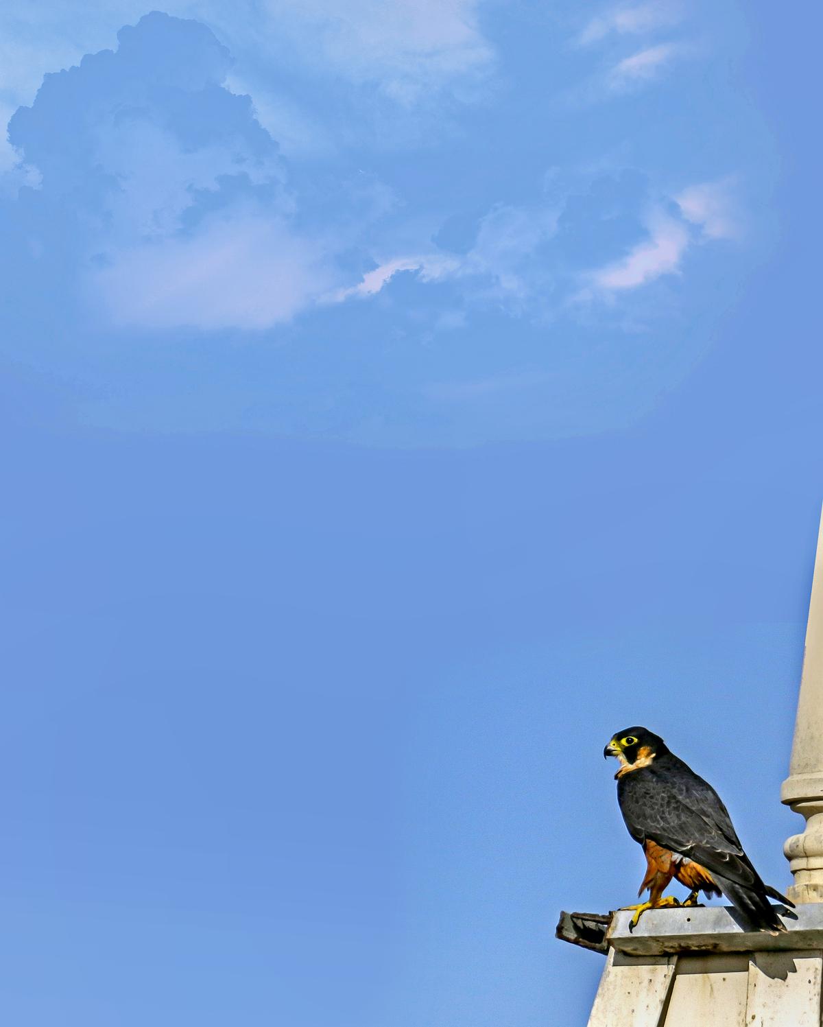 Soaring over the towers - The Hindu