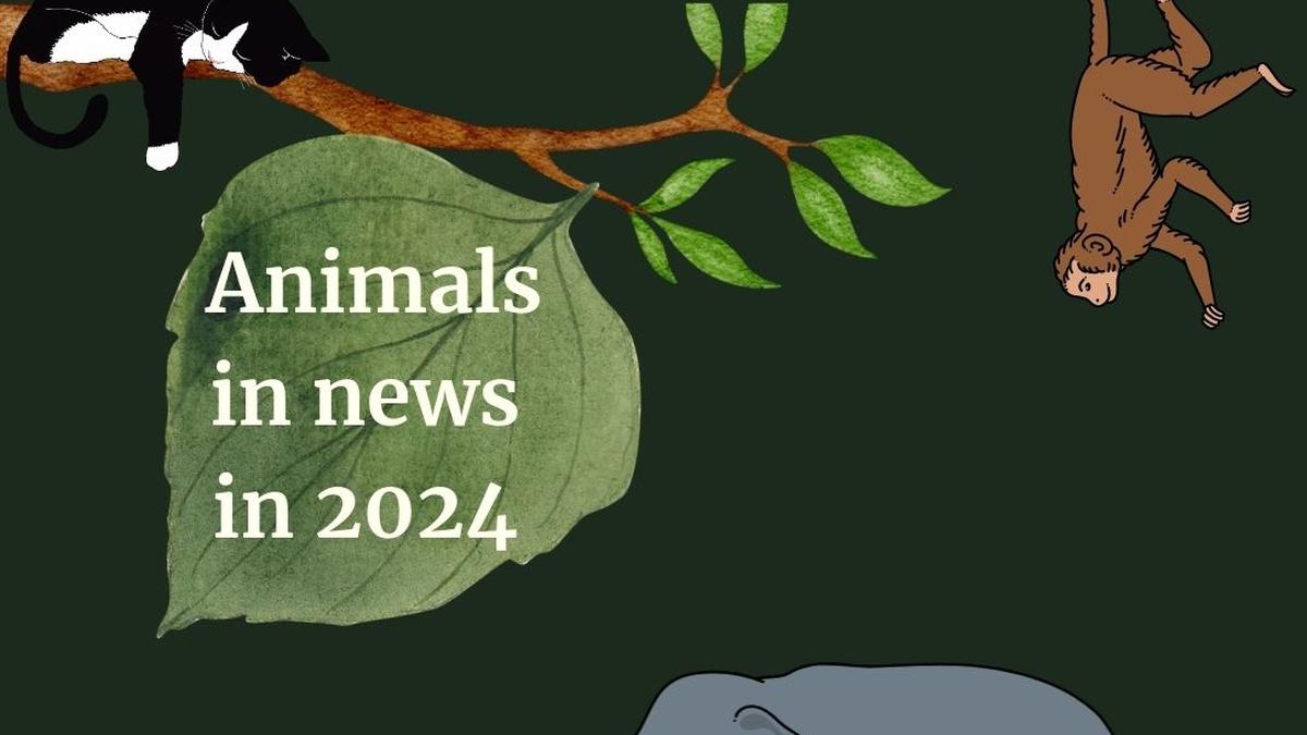 Popular animals in news in 2024 - The Hindu