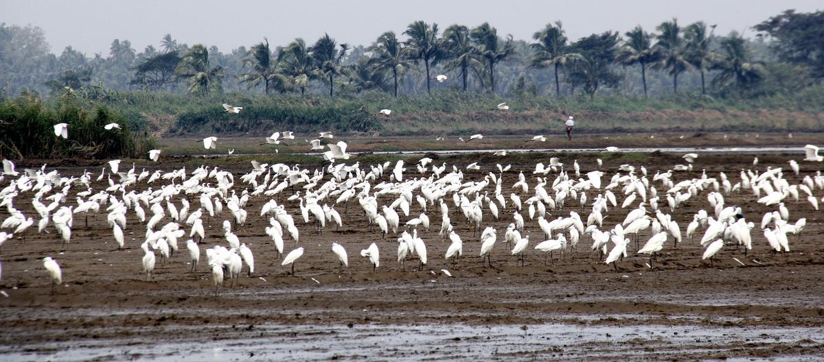 Falling bird count at kole fields rings in alarm - The Hindu