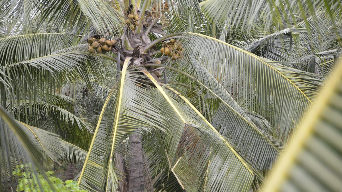 Why participatory science is crucial to tackling coconut root wilt ...