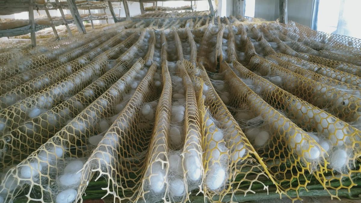 silkworm farming in south africa