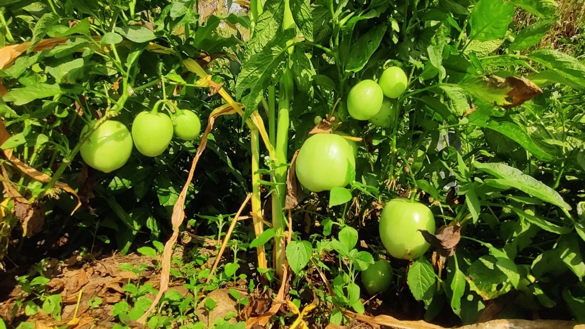 Foreign fruit finds its way to Kanthalloor farm - The Hindu