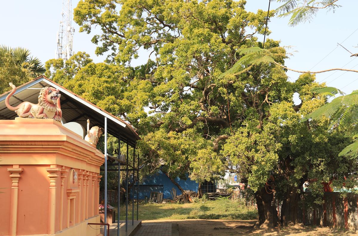 An old strychnine tree on ECR saved by the bell - The Hindu