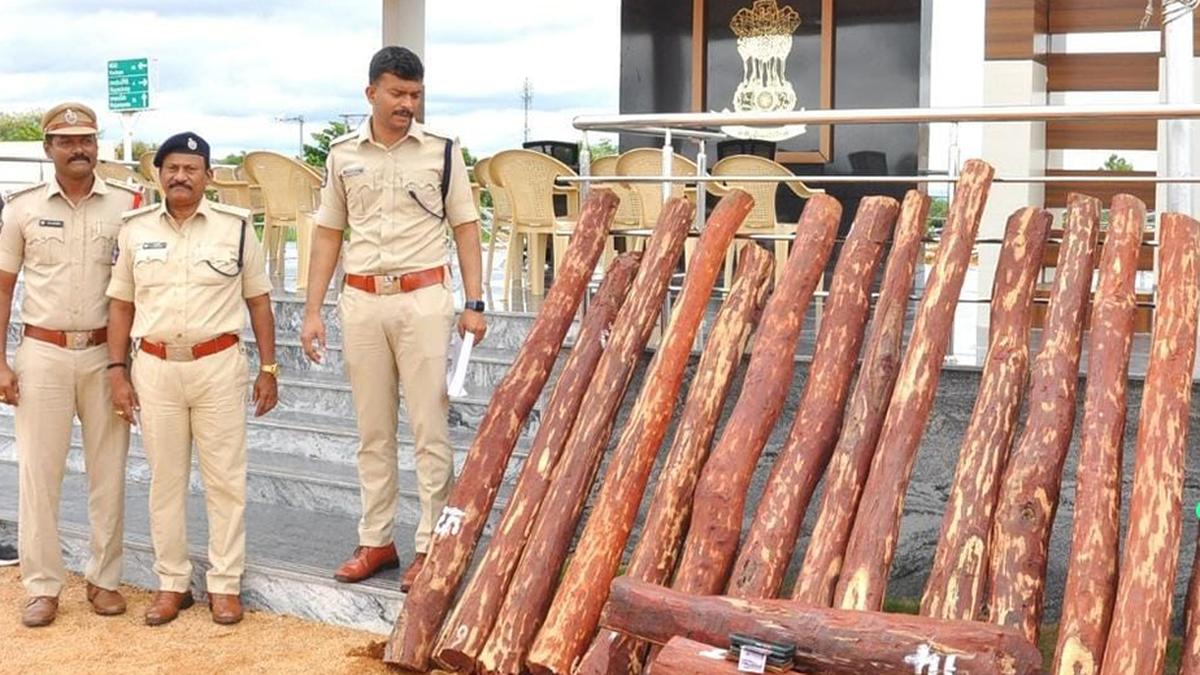 Exploring the auction route to reduce red sanders stocks - The Hindu