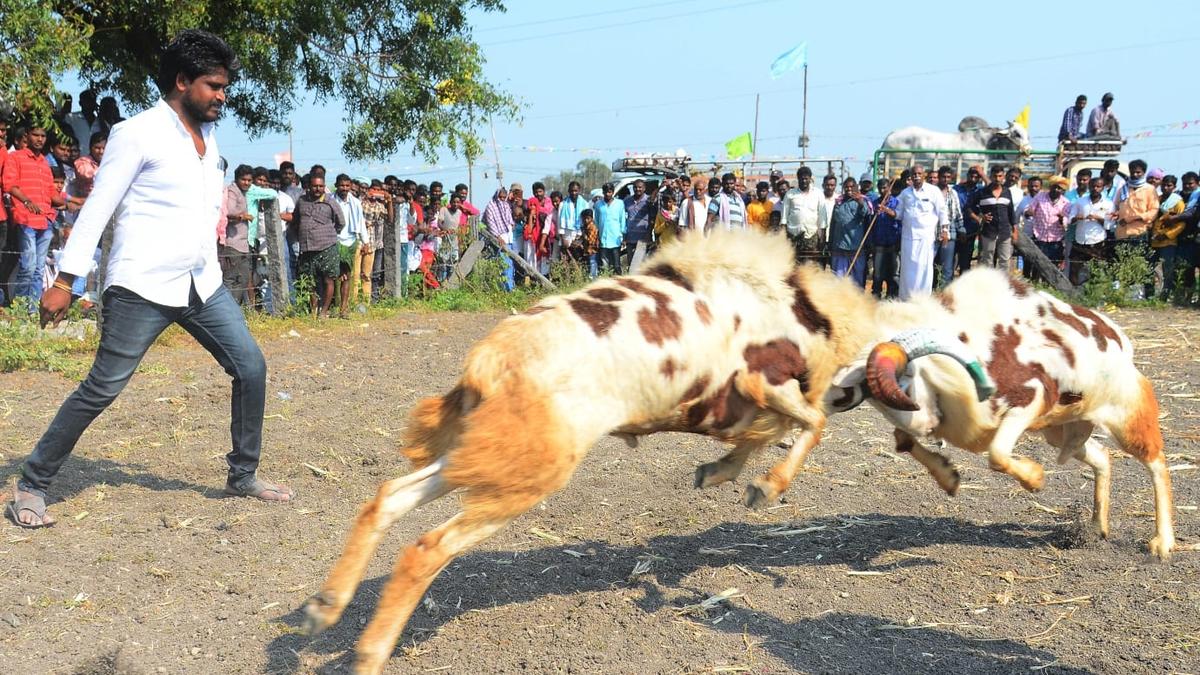Bull race and ram fight to set the tune for Sankranti celebrations in ...