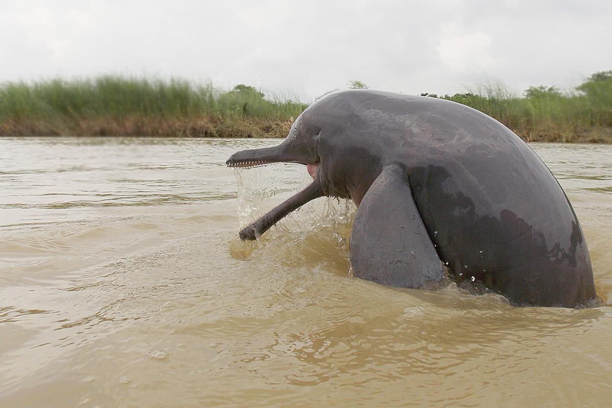 Dolphin Species In India
