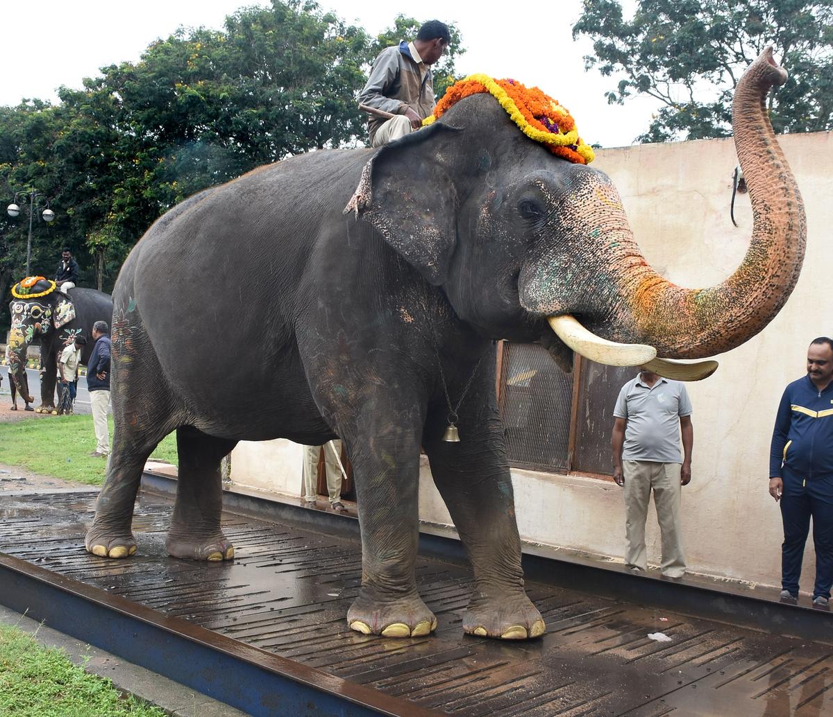 Bheema, the elephant, is the heaviest Dasara jumbo - The Hindu