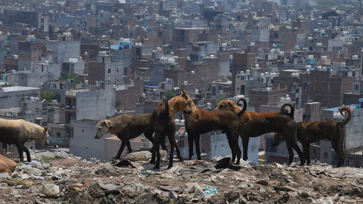 MCD drawing up stringent plan to rein in strays - The Hindu