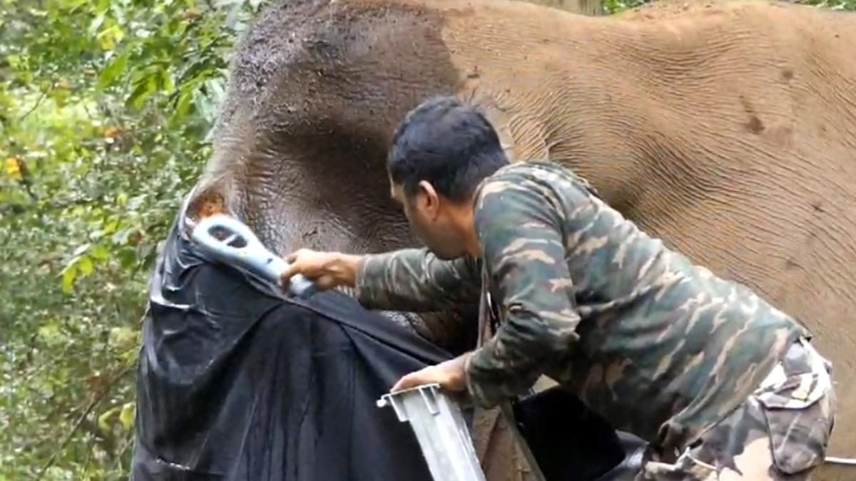 Injured elephant at Athirappilly tranquillised, given treatment and ...