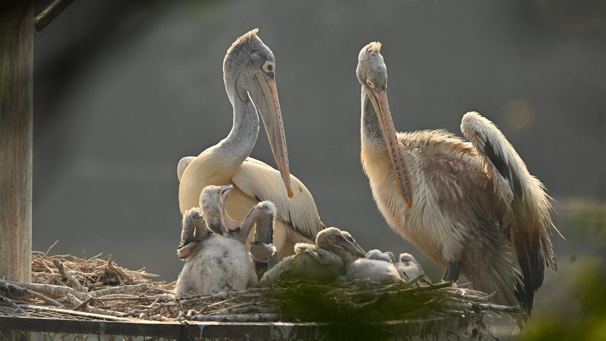 Breeding season begins for spot-billed pelicans at Uppalapadu Bird ...