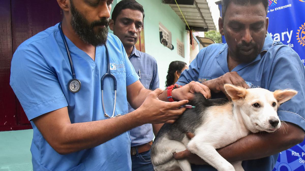 Civic bodies to take up vaccination of stray dogs - The Hindu