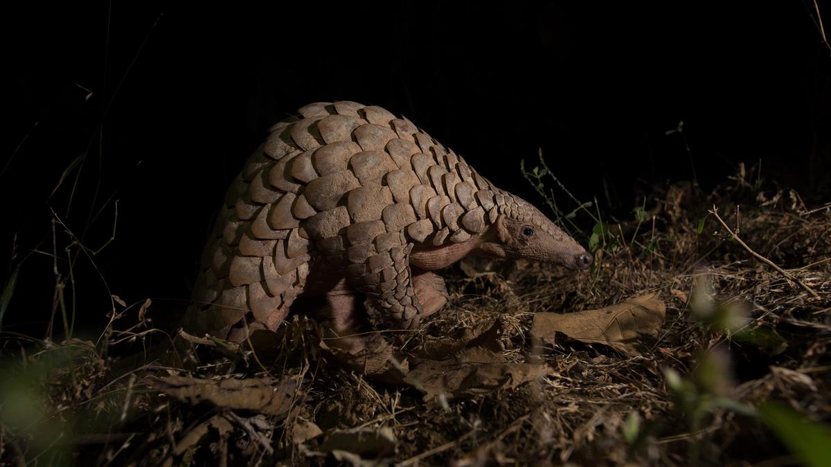 Tracking Indian pangolins - The Hindu