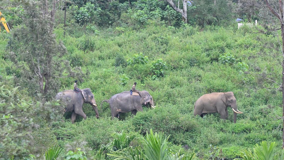 Why do elephants face a jumbo challenge? | Explained - The Hindu