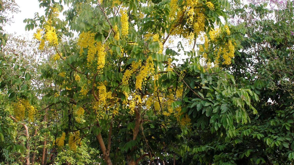 A pooram amongst flowering trees - The Hindu