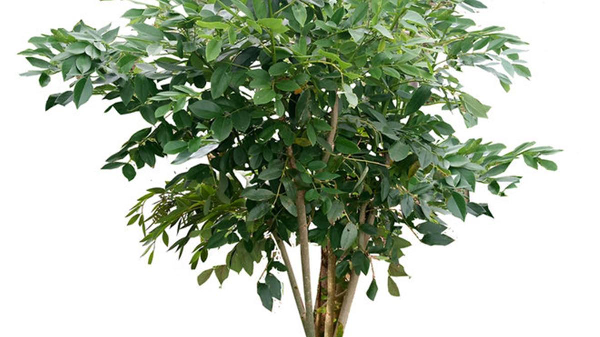 Sheemakonna, once a common tree, is back in the spotlight in Kerala ...