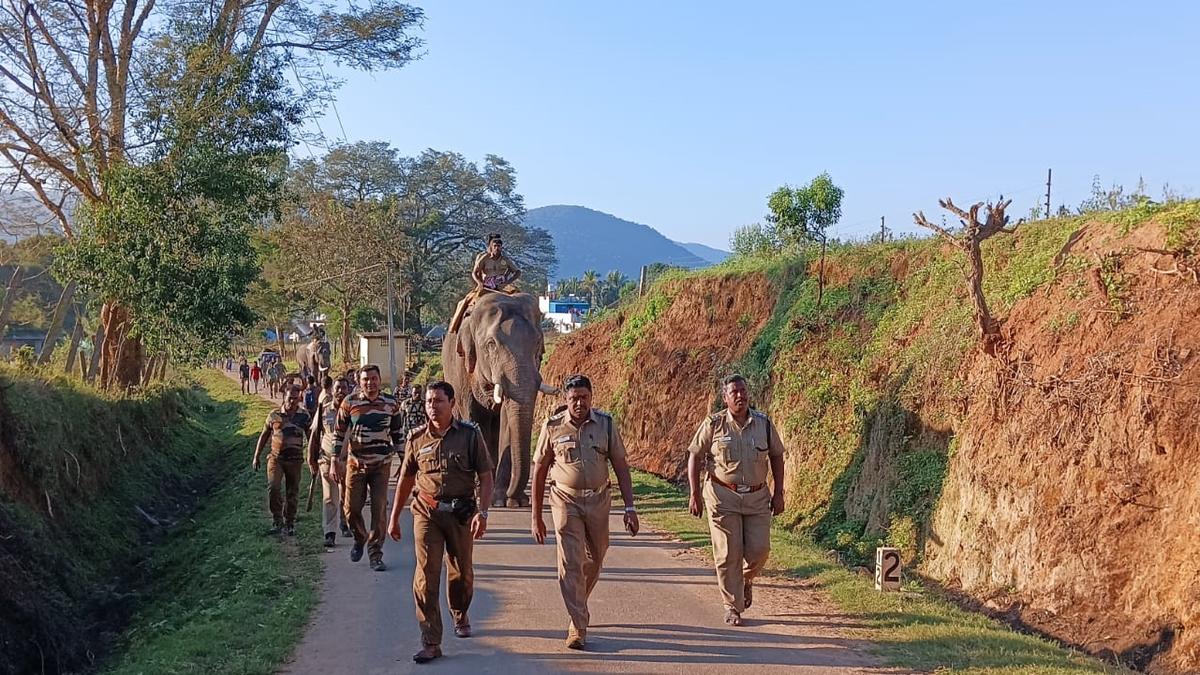 Two kumkis deployed to drive wild elephants back into forest in Erode district - The Hindu