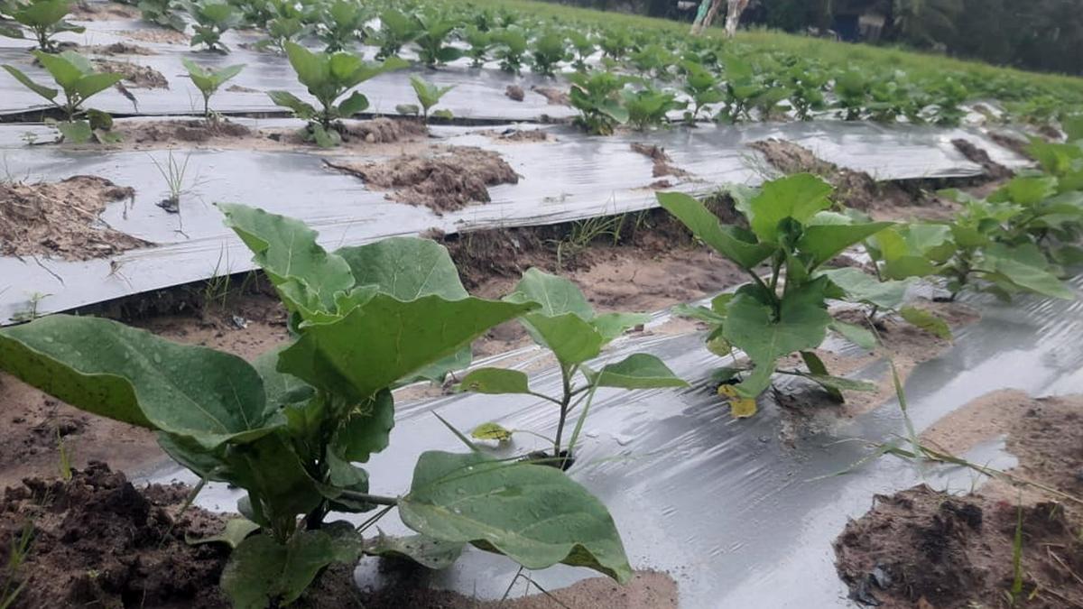 Conclave and expo in Udupi to promote farm products of coastal region ...