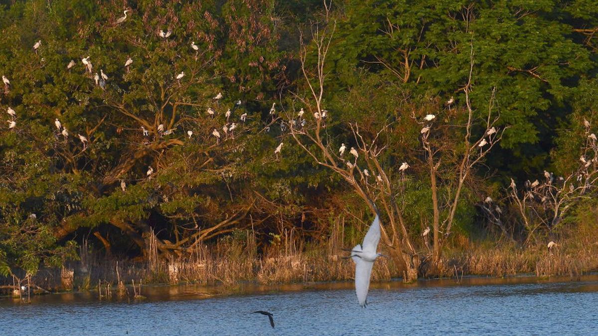 Otteri lake a bird watcher's paradise - The Hindu