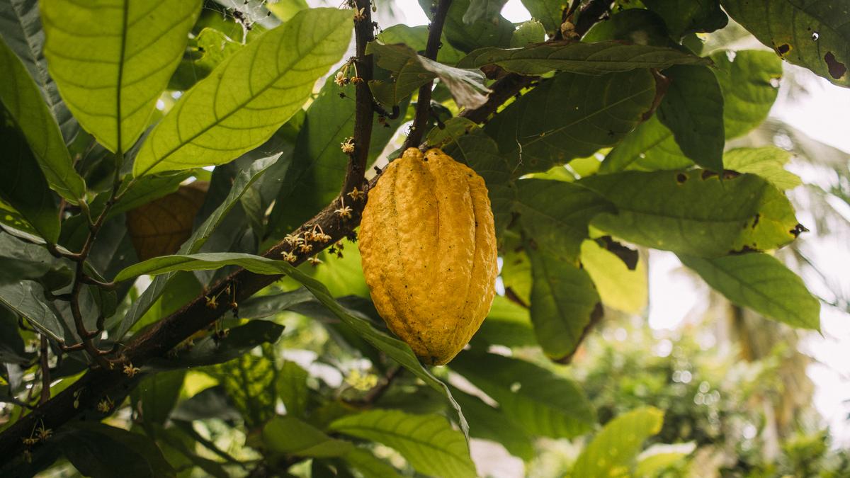 Bengaluru hosts Indian Cacao & Craft Chocolate Festival this weekend ...