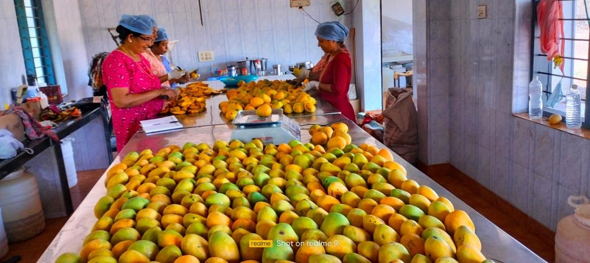 Kuttiattoor mango variety will be soon grown in Madhya Pradesh - The Hindu