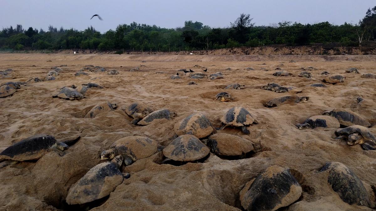 Rushikulya mass nesting site in Odisha sees record arrival of 6.5 lakh ...