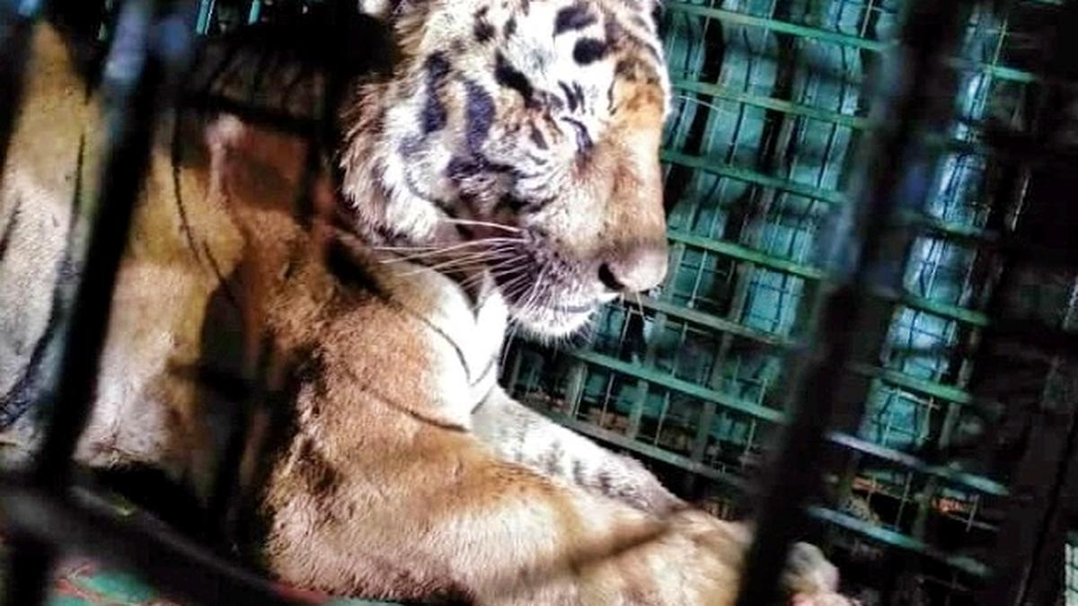 Dearth of facilities to keep captured tigers puts wildlife managers in ...