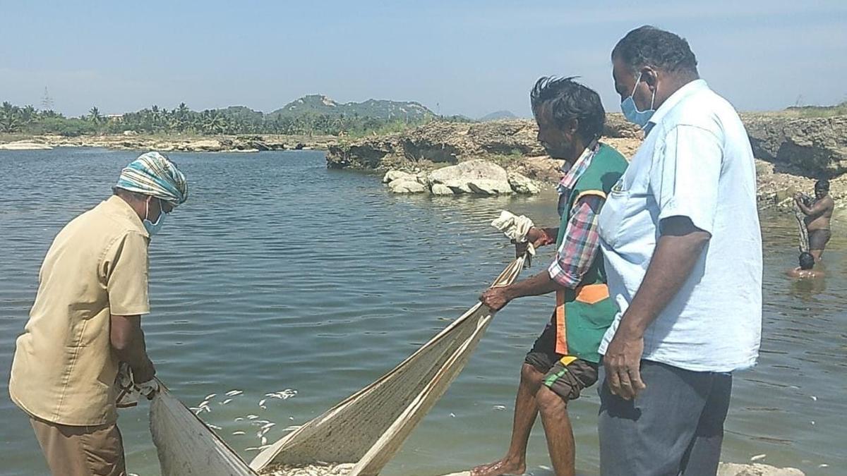 Thousands of fish found dead on the banks of River Cauvery in Mettur ...