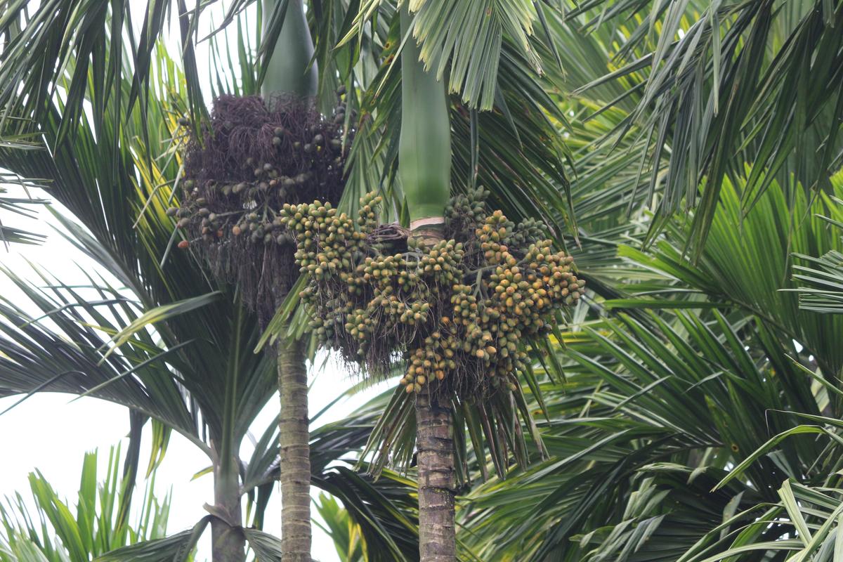 areca nut tree varieties