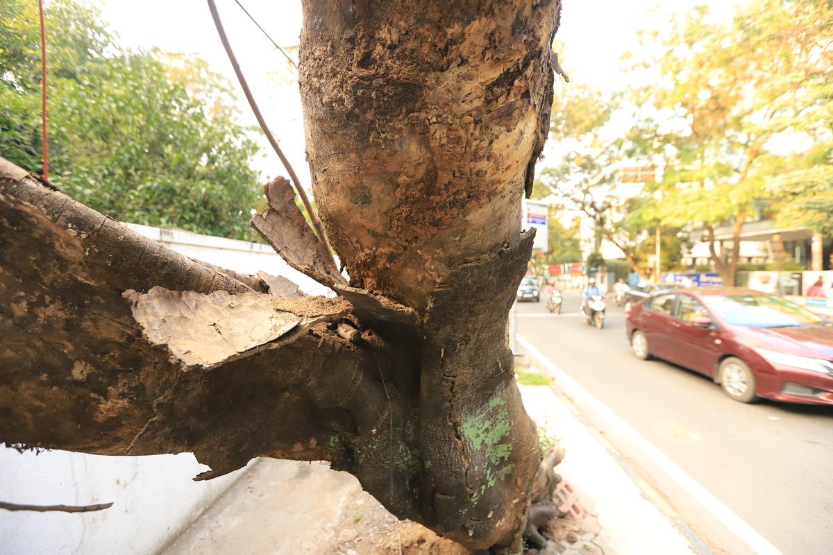 A tree on Haddows Road standing uprooted - The Hindu