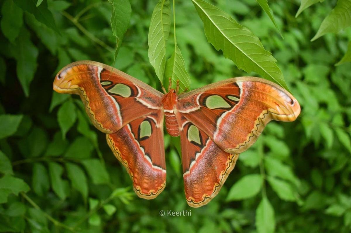 largest atlas moth