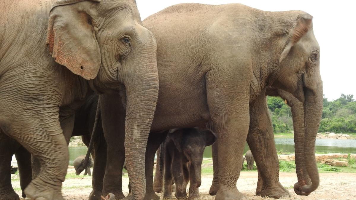 ‘It is important to study human-elephant conflict, but it is also important to understand ...