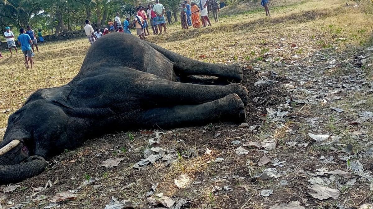 Elephant electrocuted at Anthiyur in Erode - The Hindu