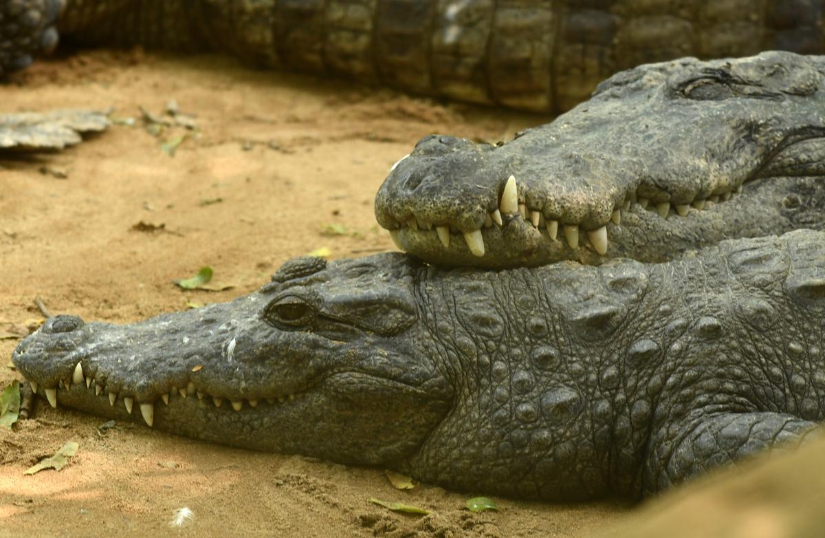 Watch | Madras Crocodile Bank Trust defends decision to shift 1,000 ...