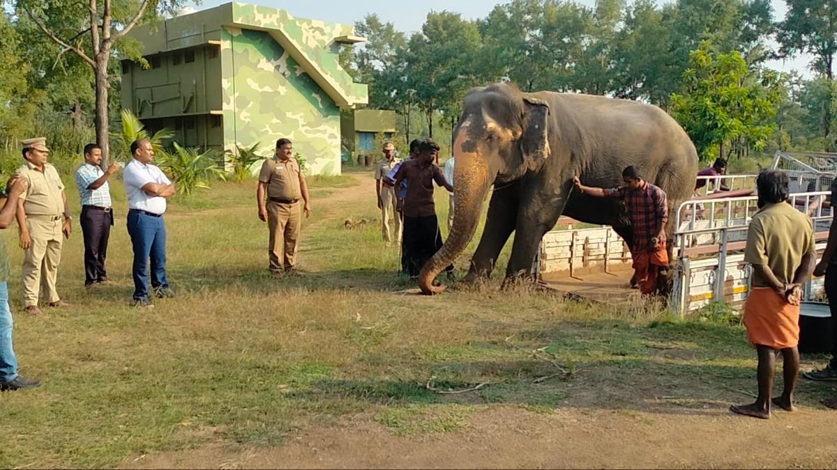Two captive elephants translocated to Elephant Rescue and Rehabilitation Centre near Tiruchi ...