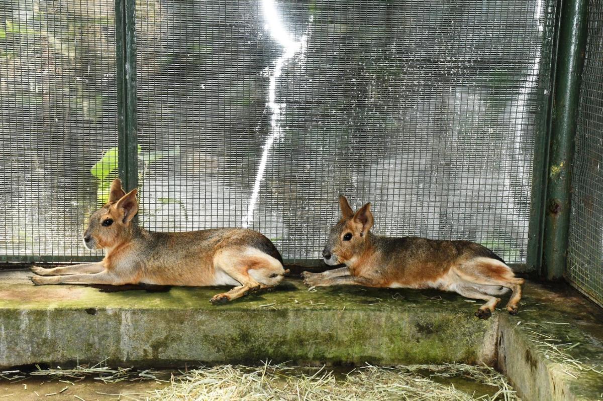 Exotic species of birds, mammals introduced at Pilikula Biological Park ...