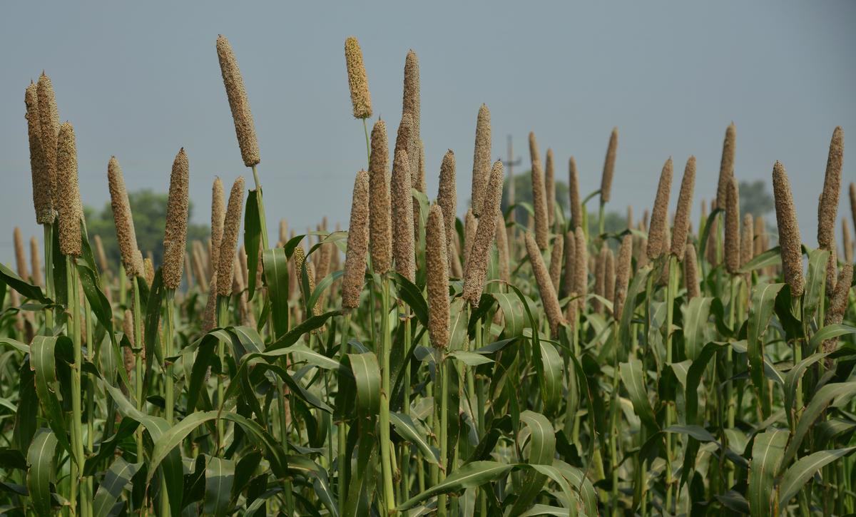 Telangana SSDC produces seeds worth ₹6,500 crore in 2021-22 - The Hindu