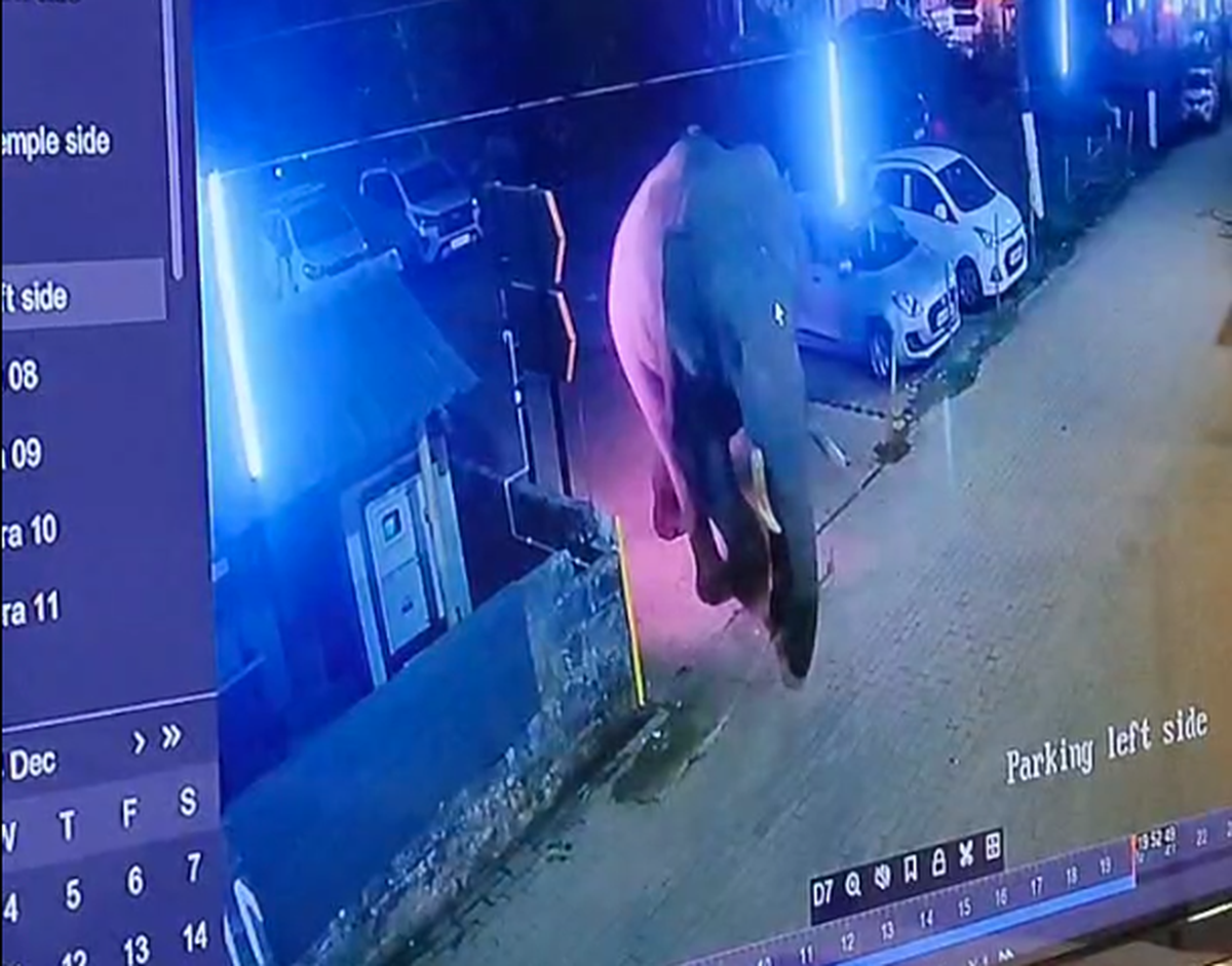 Watch: Wild elephant enters temple town in Karnataka - The Hindu