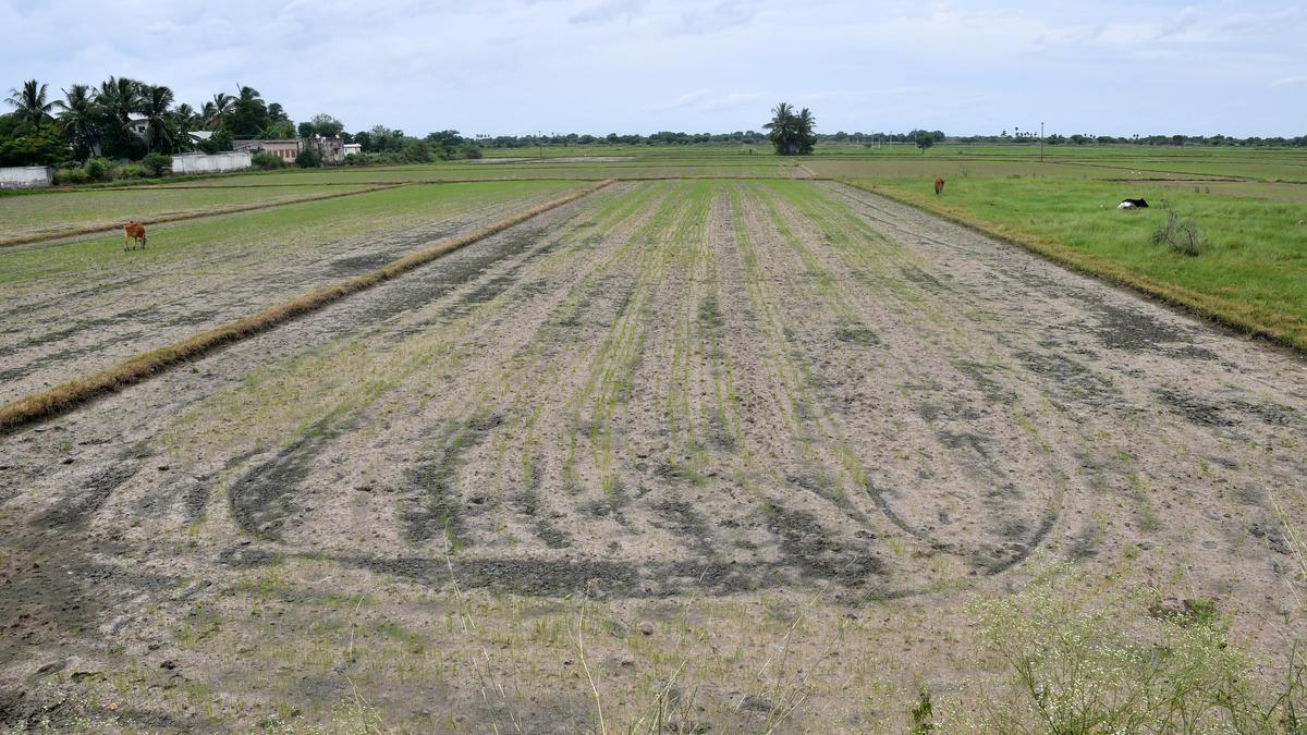 Socioeconomic survey and job camps held in and around Parandur - The Hindu